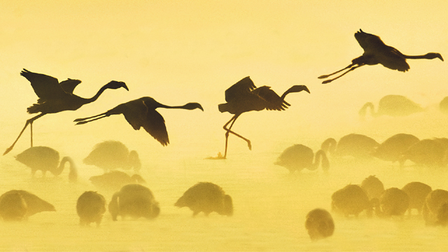 TO THE ENDS OF THE EARTH: BIRDS OF EAST AFRICA | American Public Television