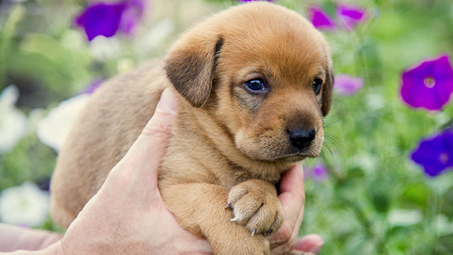 PUPPY SECRETS: THE FIRST SIX MONTHS | American Public Television